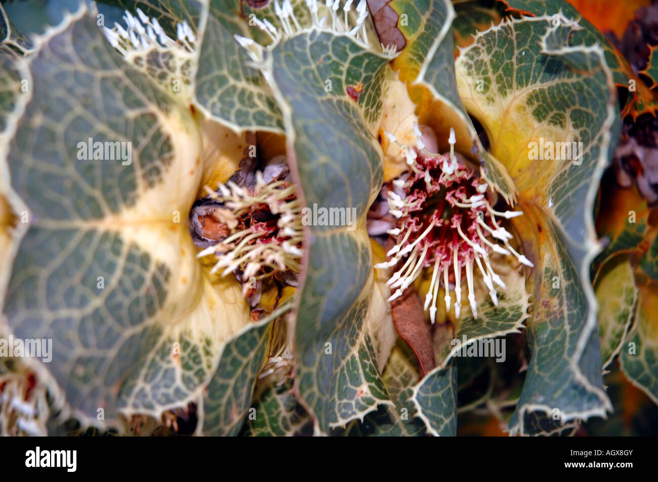 Rare image of a flowering Royal Hakea Hakea victoriae endemic to a very ...