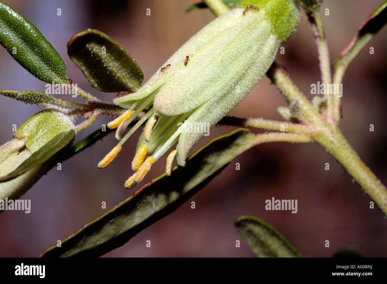 Fuchsia Alba High Resolution Stock Photography and Images - Alamy