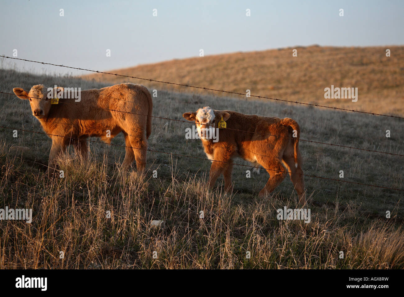 Painet jn5663 agriculture livestock farming important part saskatchewan ...