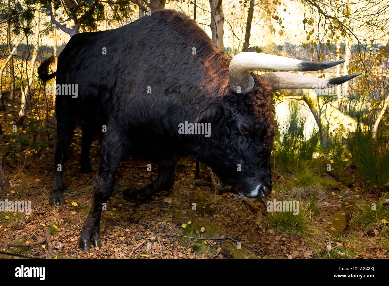 Aurochs hi-res stock photography and images - Alamy
