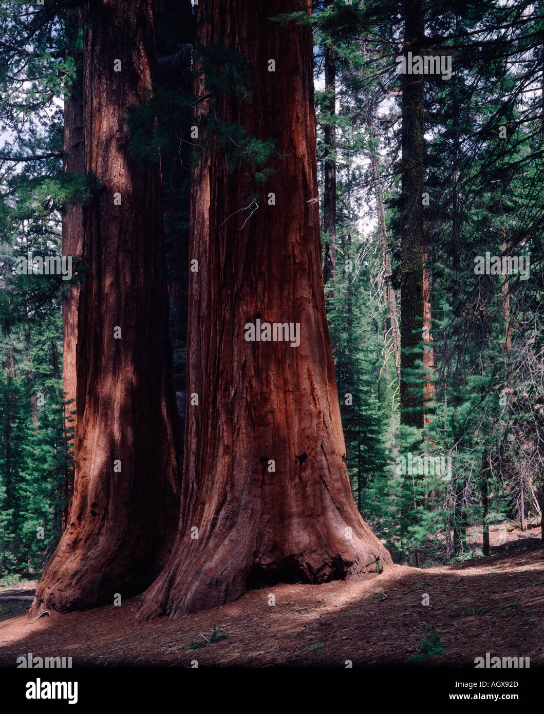 Mariposa Grove of Sequoia trees in Yosemite National Park in California ...