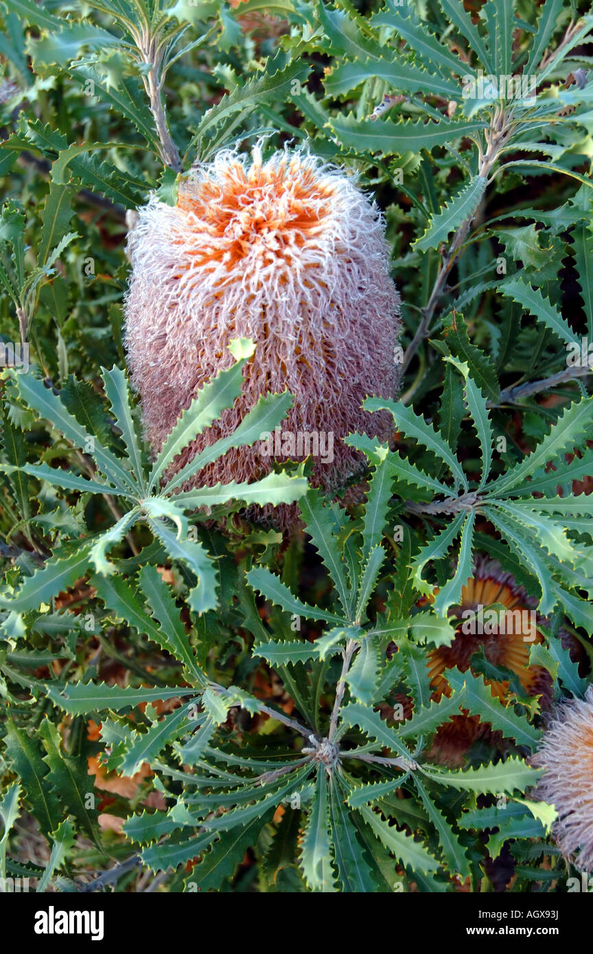 Flowering Possum banksia or Woolly Banksia Banksia baueri southern ...