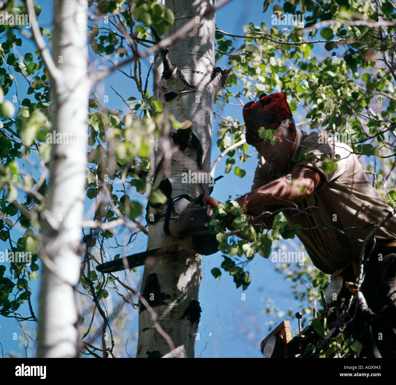 Woodsman using chain saw to trim tops off aspen trees from a Cherry ...