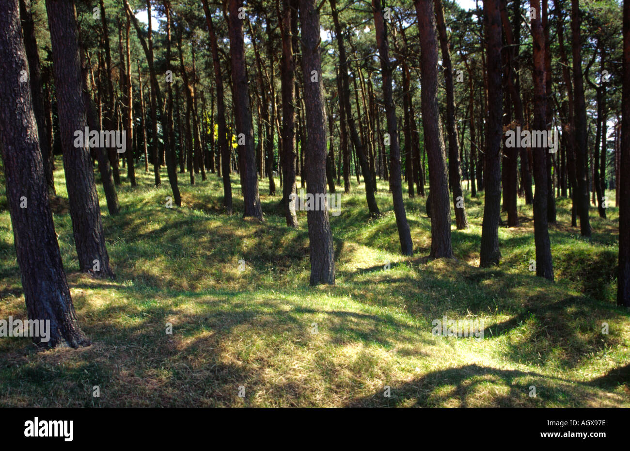 Thousands of trees were planted in the scarred land to commemorate the ...