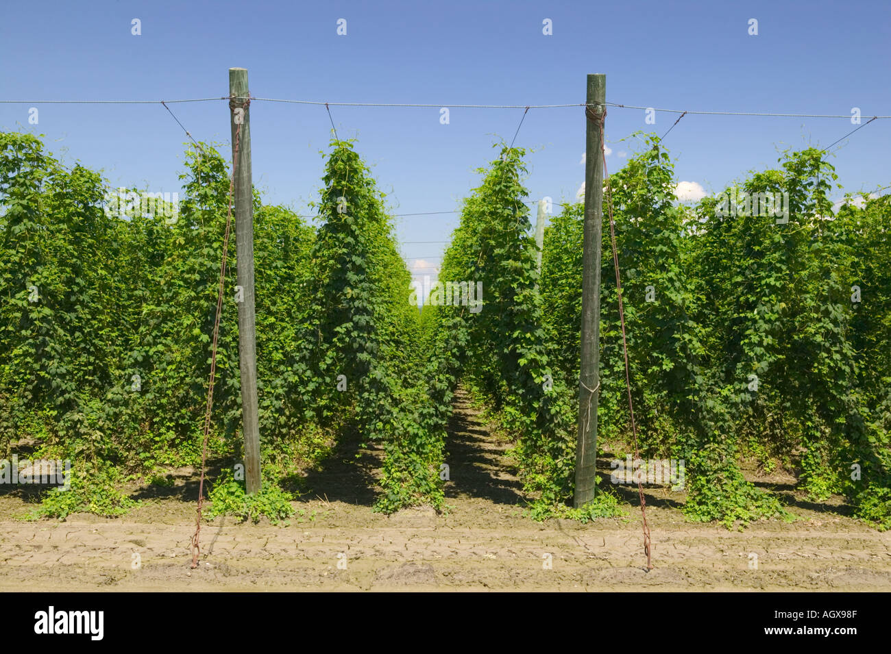 Hops Humulus lupulus Purcell Trench Boundary County Idaho USA Stock ...