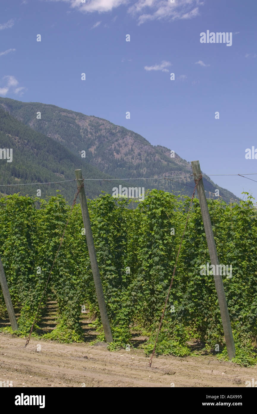 Hops Humulus lupulus Purcell Trench Boundary County Idaho USA Stock ...