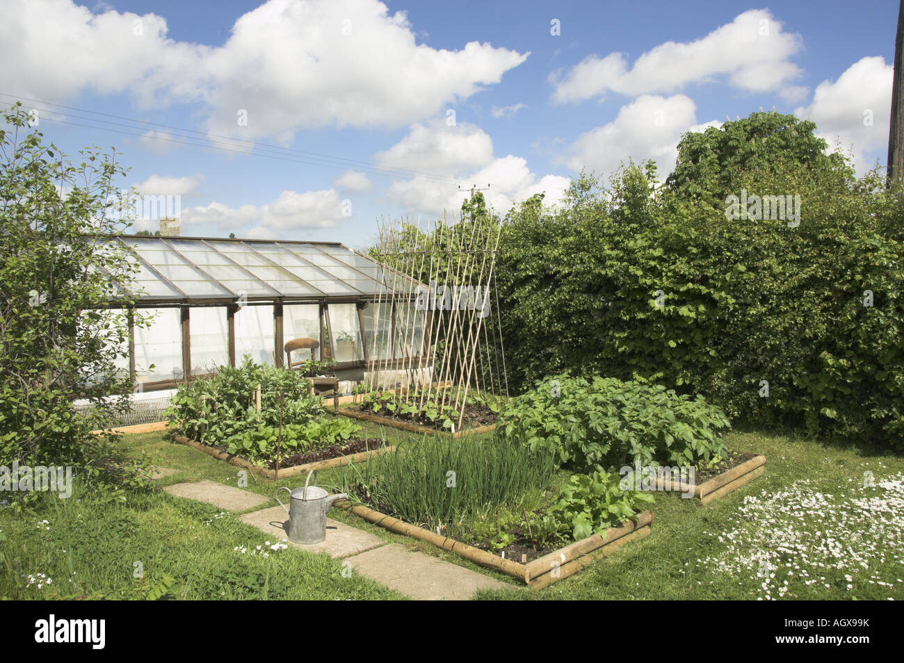 Small vegetable plot with small beds containing salad and vegetable ...