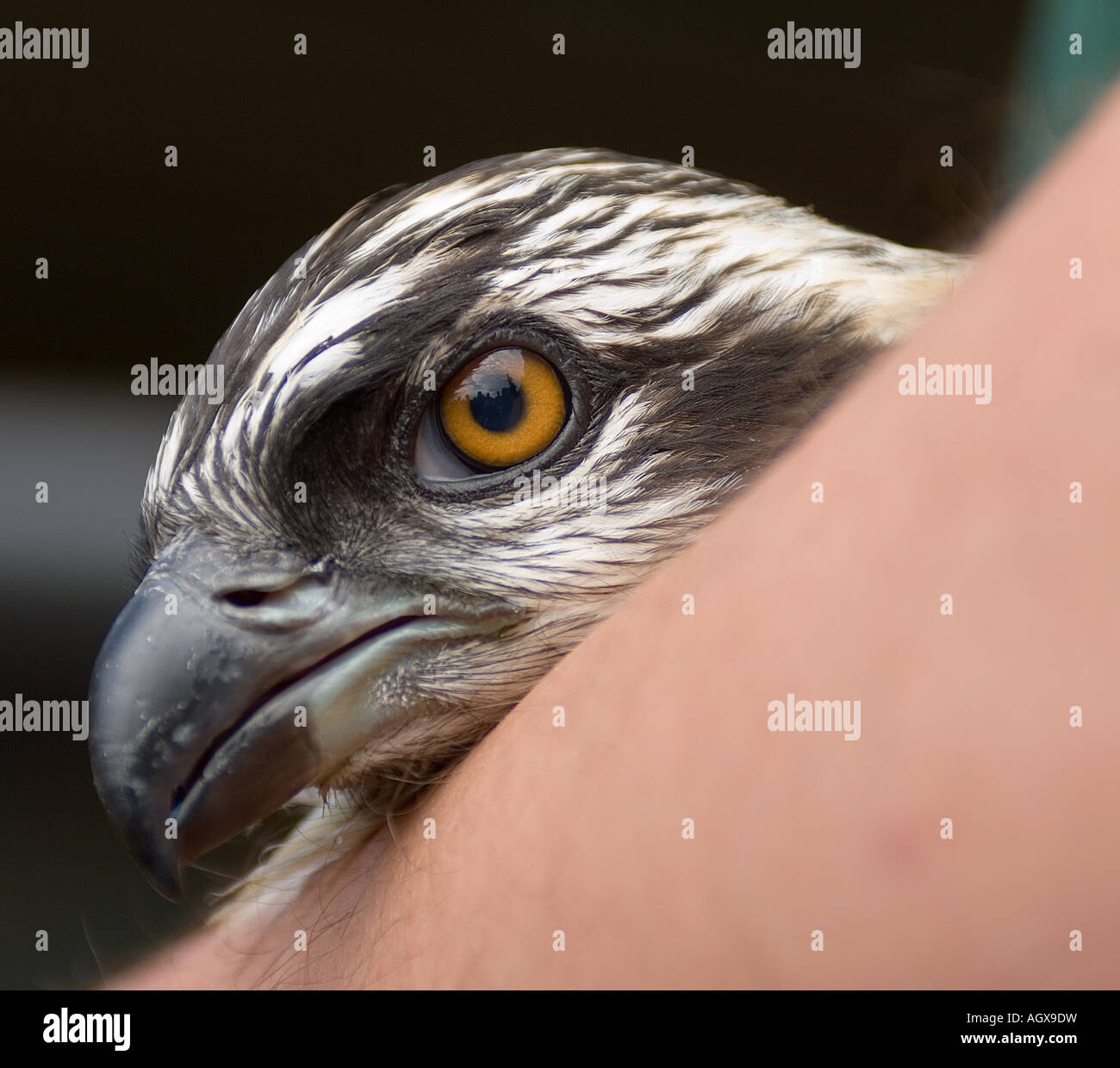 OSPREY CHICKS BEING REMOVED FROM THEIR NEST NEAR RUTLAND WATER TO HAVE ...