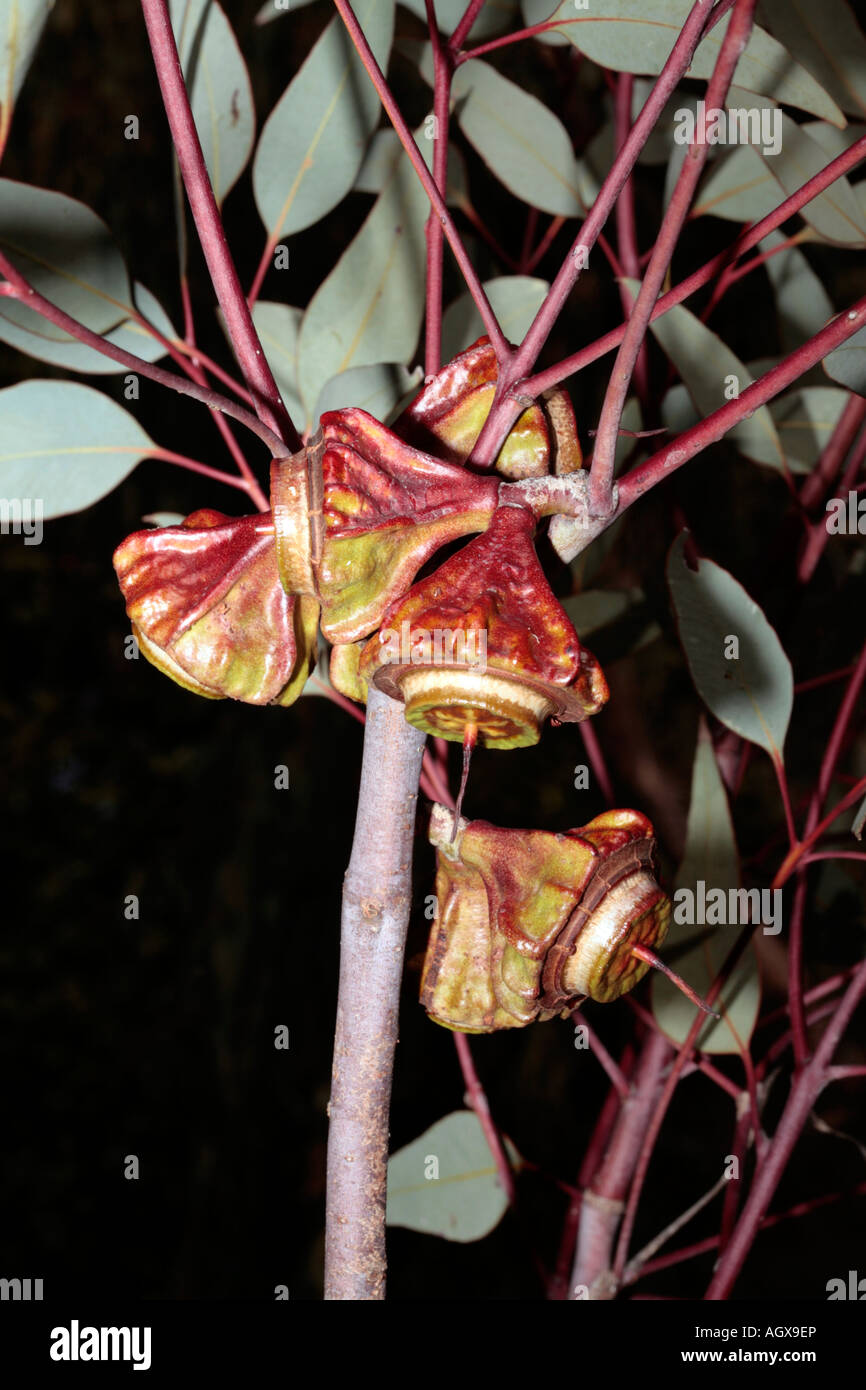 Large-fruited Mallee Tree- Eucalyptus youngiana and fruits in Autumn ...