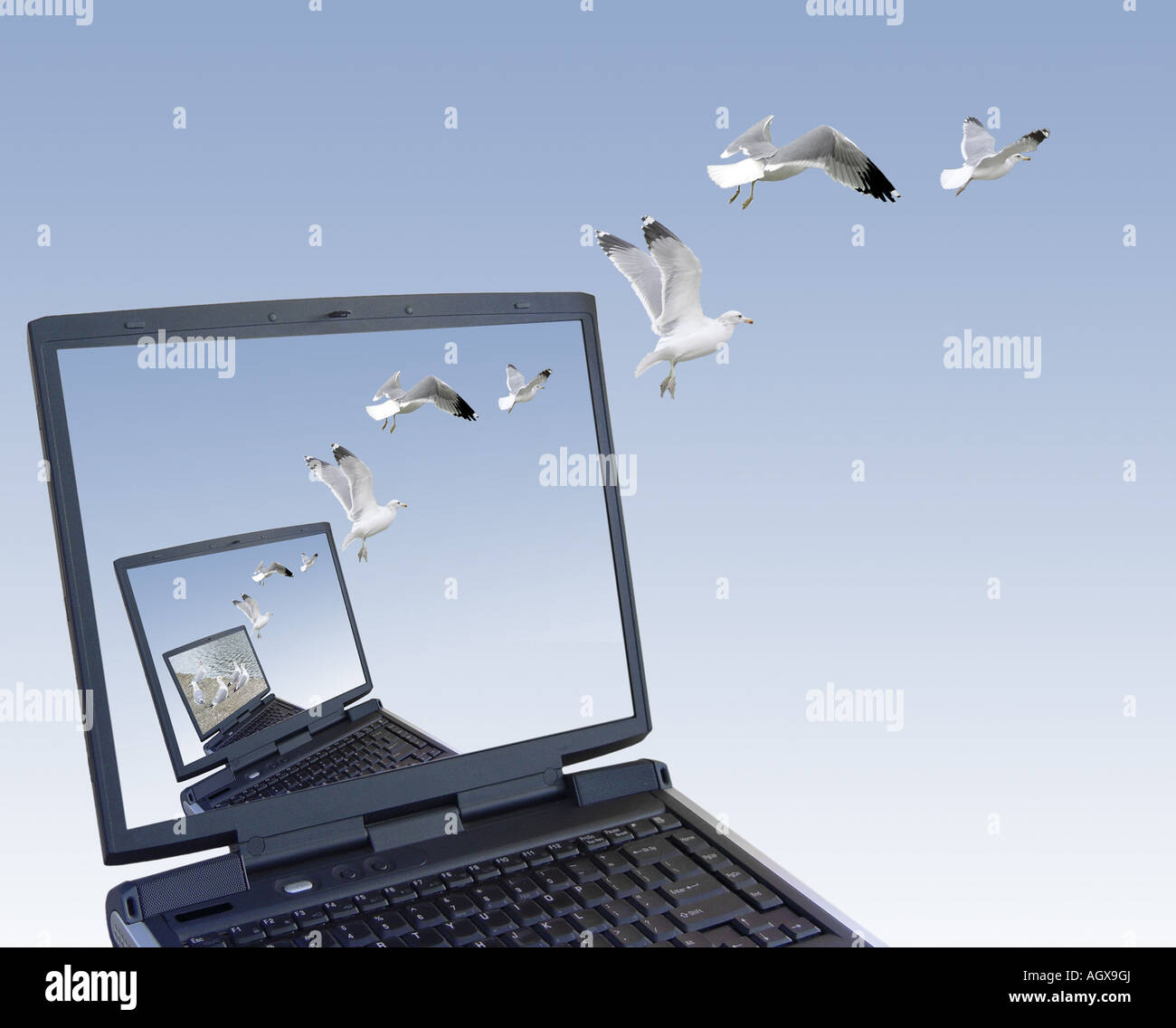 Computer generated image made by me using my own photographs Seagulls ...