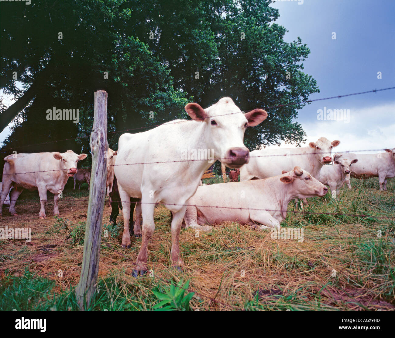 Kentucky fence hi-res stock photography and images - Alamy