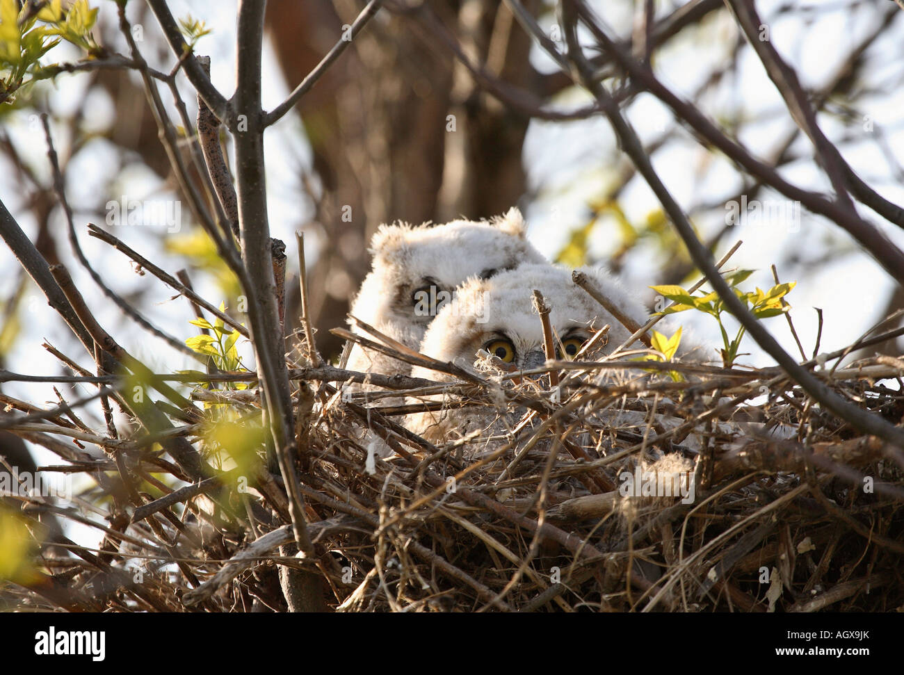 Elaborate nest hi-res stock photography and images - Alamy