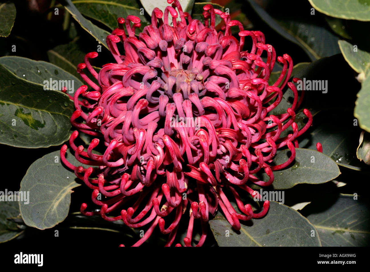 Corroboree Waratah- Telopea "Corroboree Stock Photo - Alamy