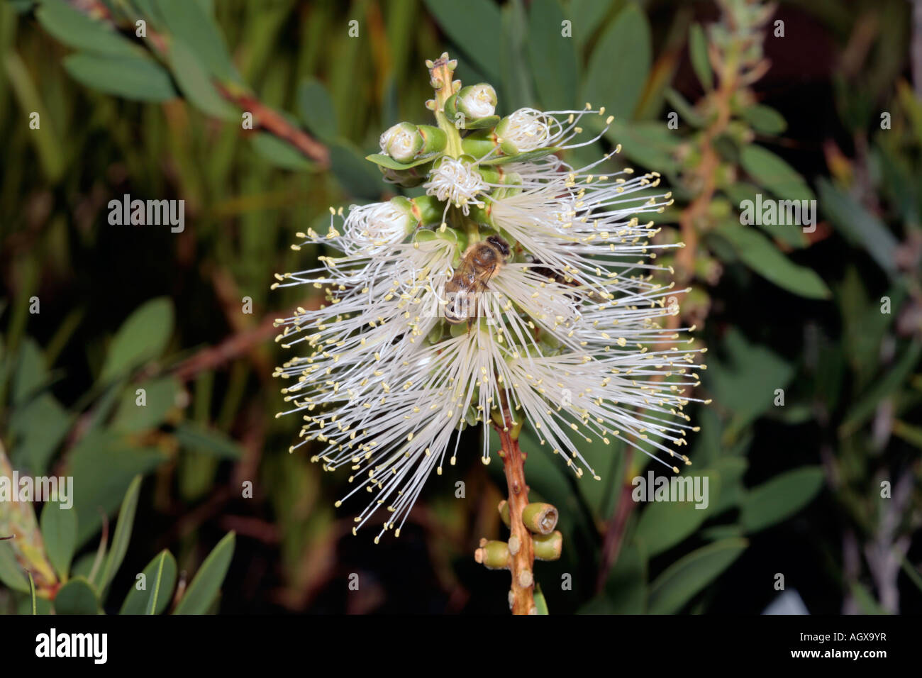 Callistemon "White Anzac" and honey bee - Callistemon citrinus and Apis ...