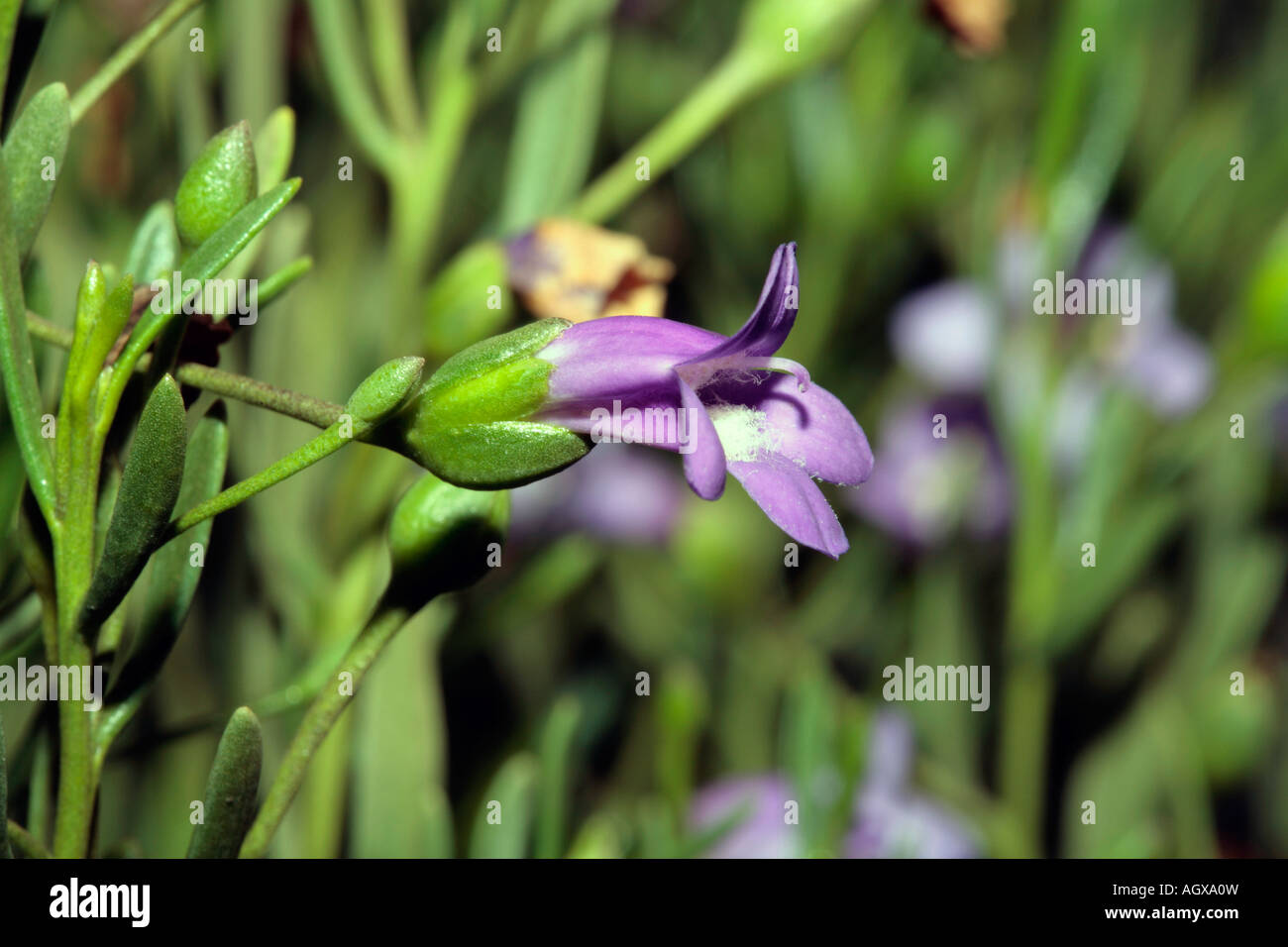 Turpentine Bush/Pholidia- Eremophila drummondii -Family Myoporaceae ...