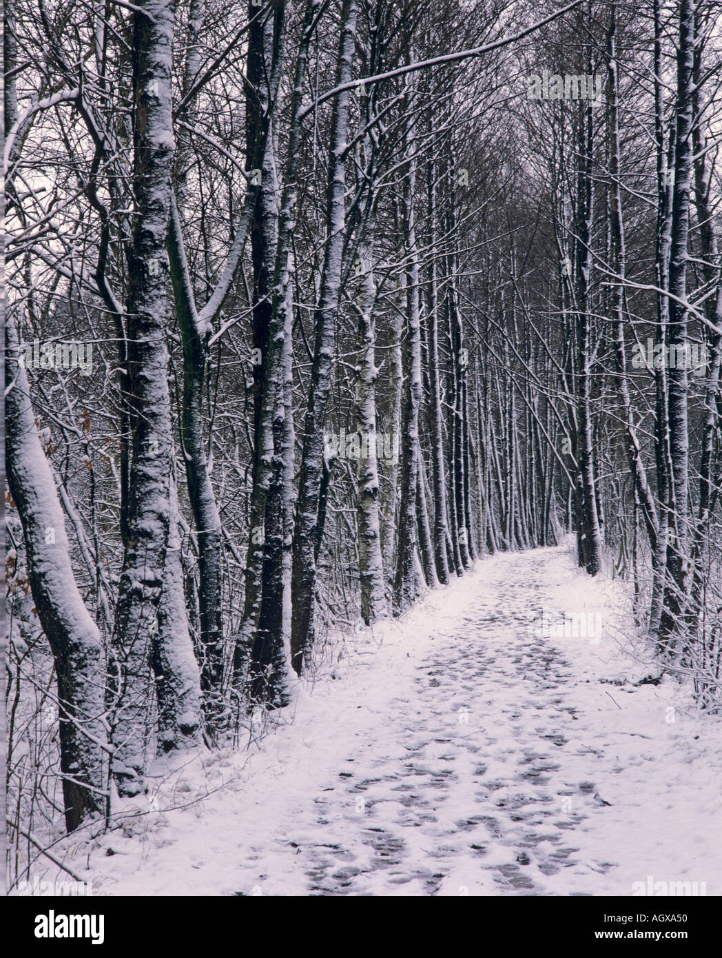 Snow covered path between trees Stock Photo - Alamy