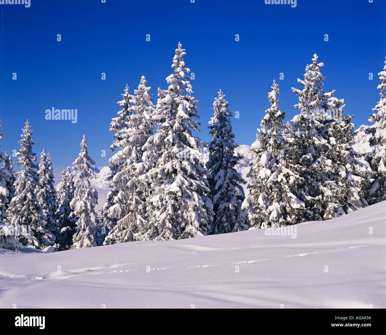 Snow covered firs Tyrol Austria Stock Photo - Alamy