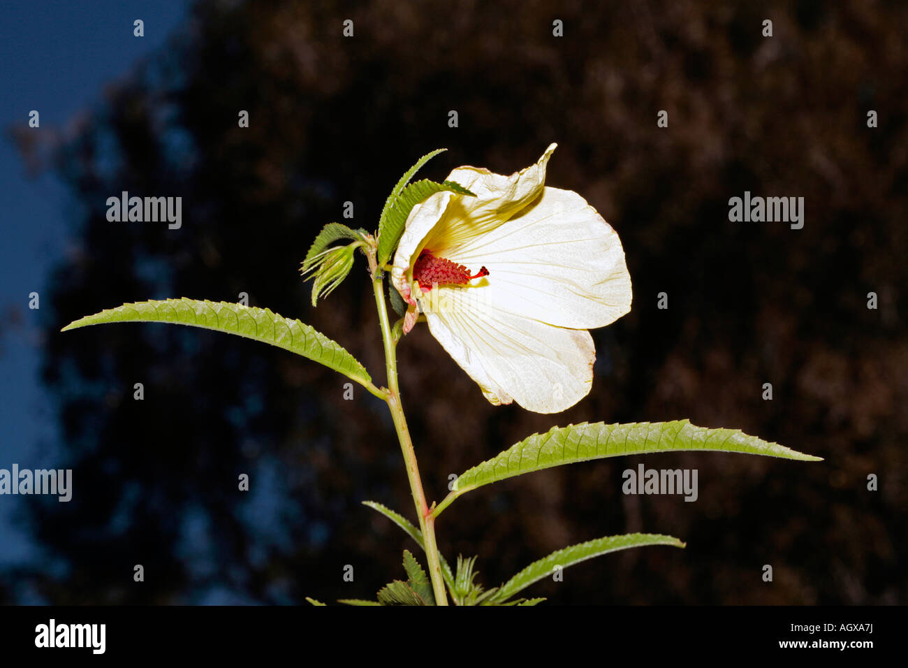 Ian's Lemon- hybrid Hibiscus Stock Photo - Alamy