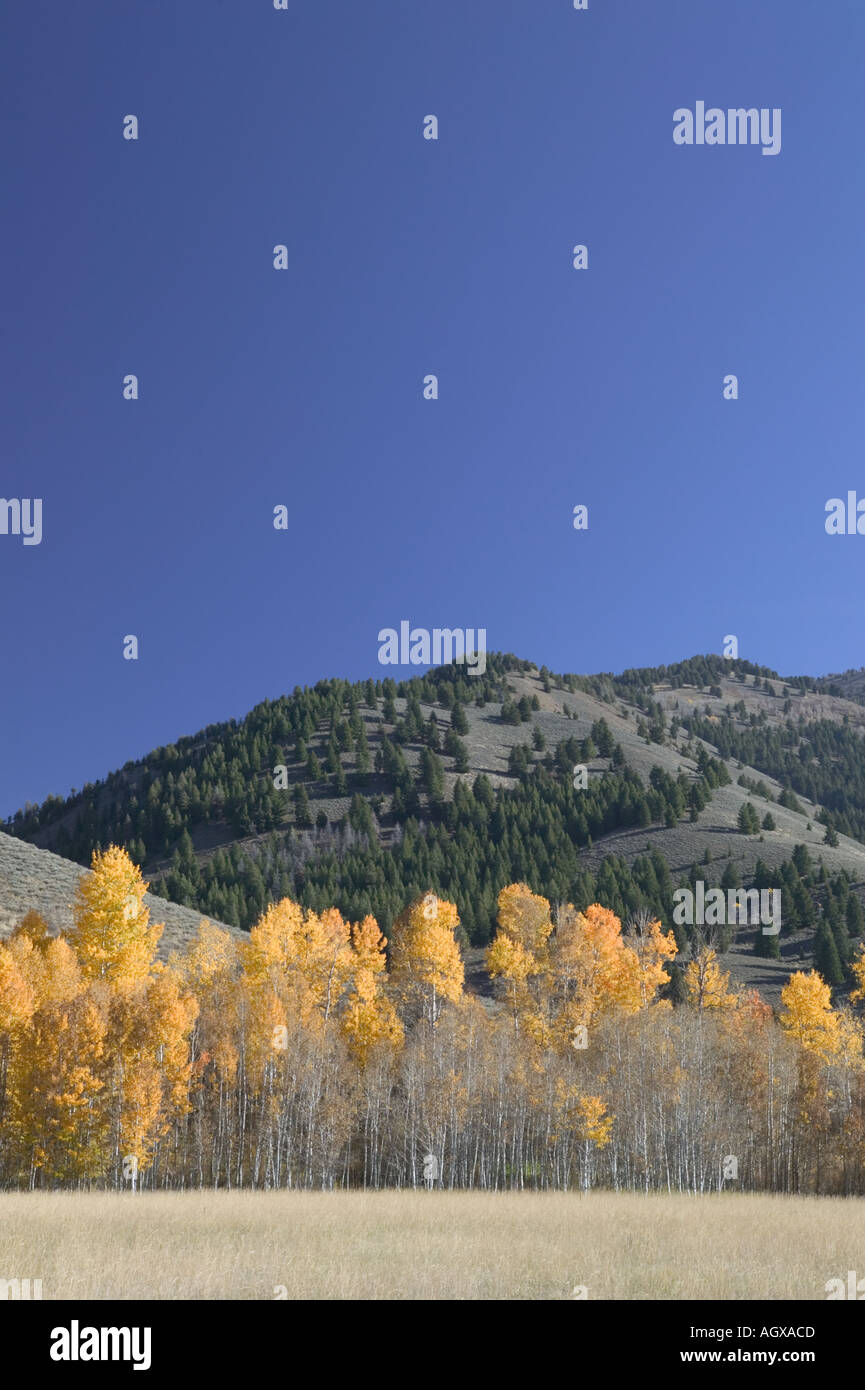 Aspens populus tremuloides in fall Stock Photo - Alamy