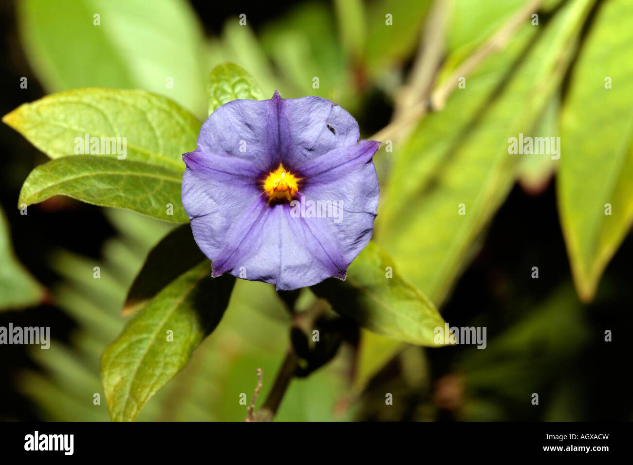 Blue Potato Bush - Solanum rantonettii-Family Solanaceae Stock Photo ...