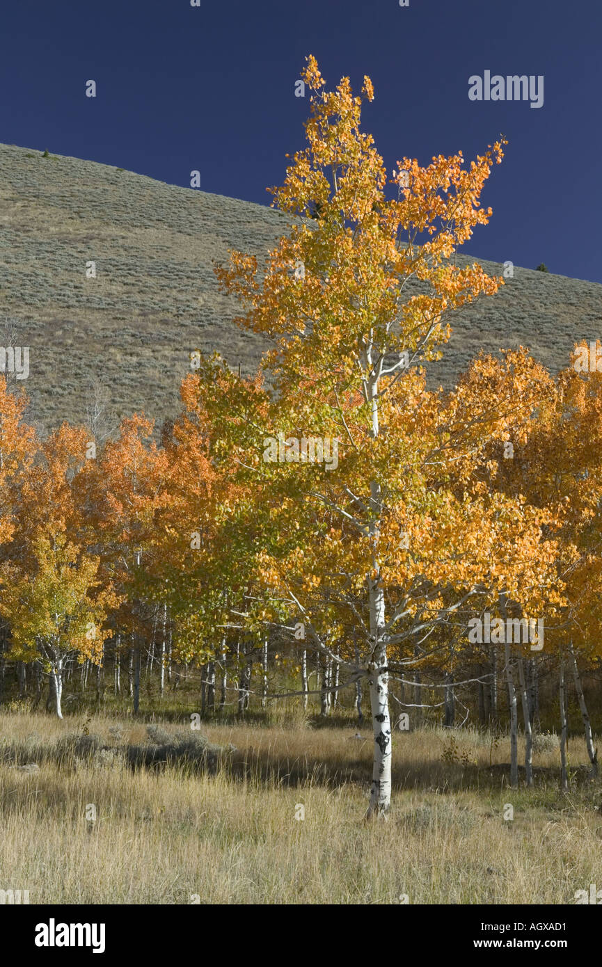 Aspens populus tremuloides in fall Stock Photo - Alamy