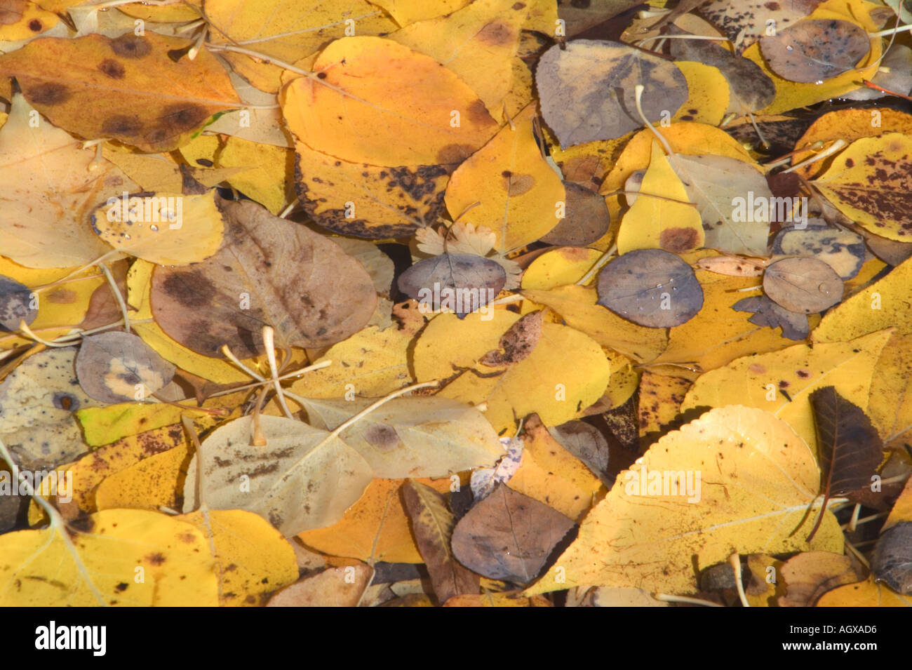 Fall aspen leaves in the Big Wood River Idaho Stock Photo - Alamy