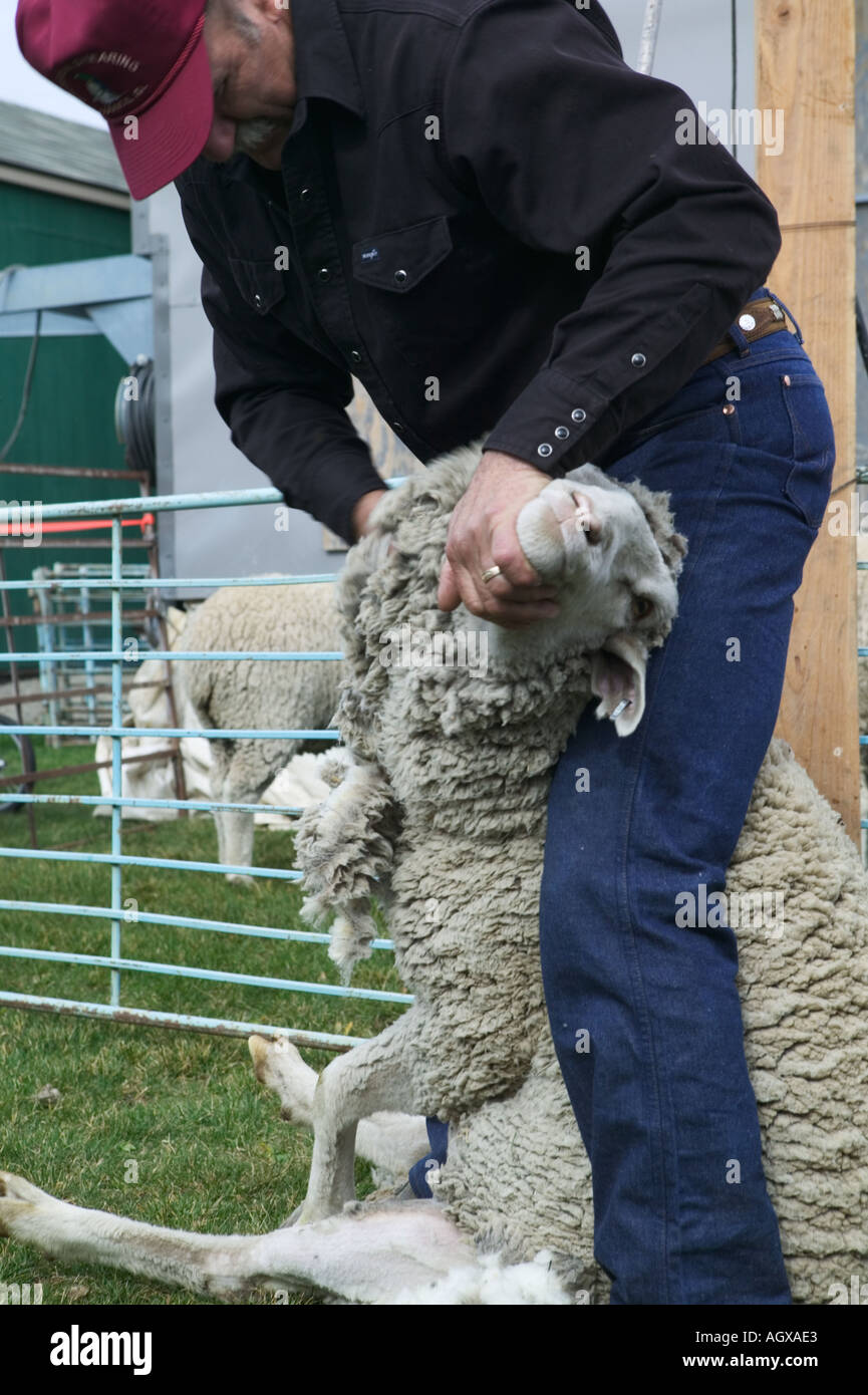 Sheep shearing demonstration Trailing of the Sheep Folklife Festival ...