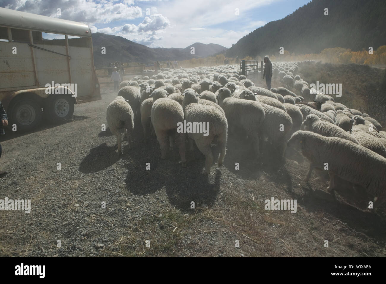 Trailing of the Sheep Ketchum Idaho A Basque sheepherder tradition and ...