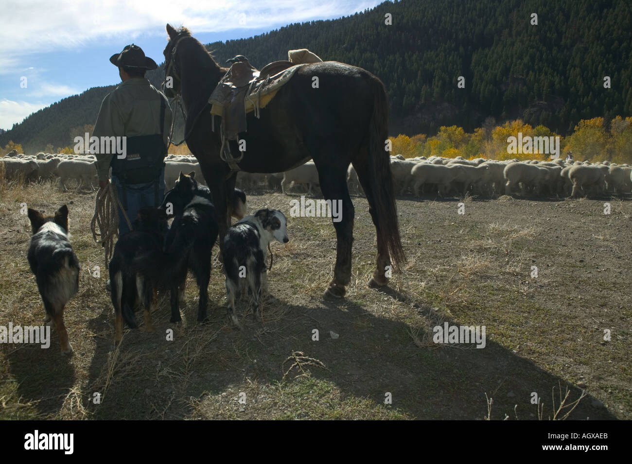 Trailing of the Sheep Ketchum Idaho A Basque sheepherder tradition and ...