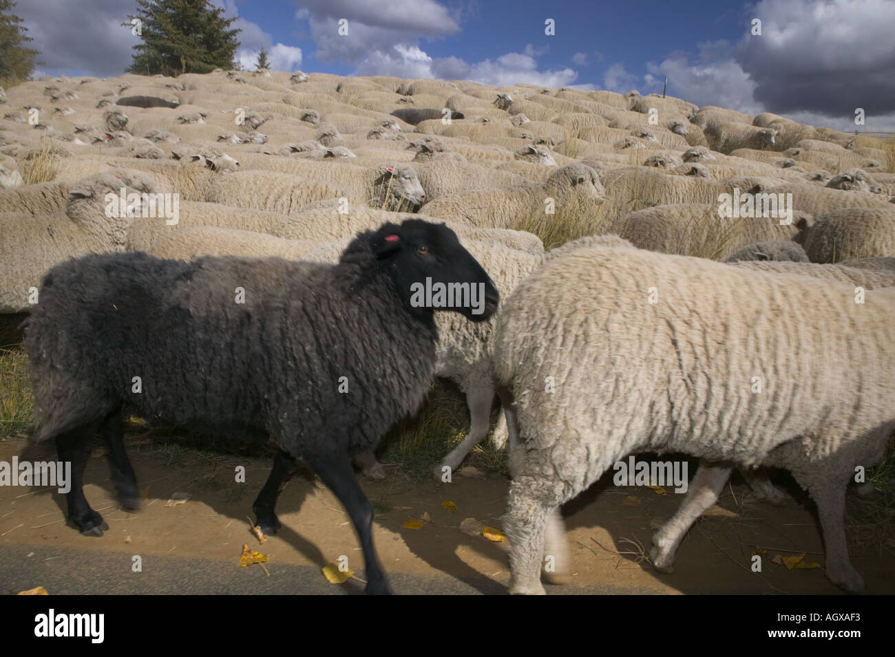 Trailing of the Sheep through downtown Ketchum Idaho A Basque ...