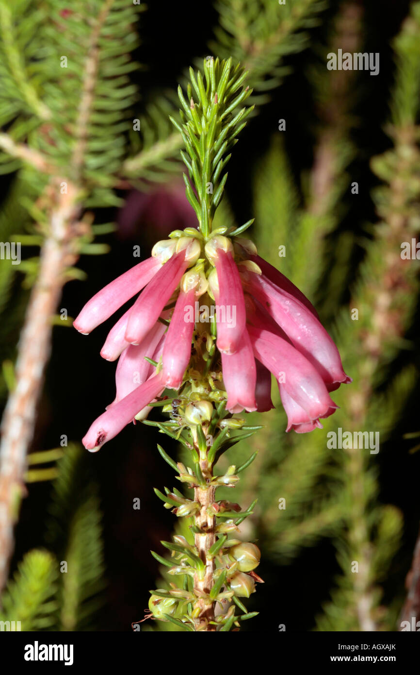 Flat head ant hi-res stock photography and images - Alamy