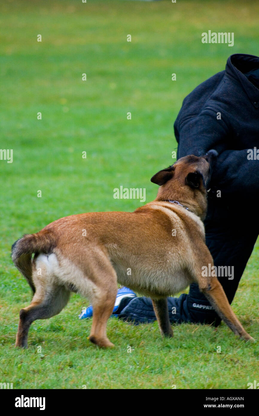 Training of police dog Stock Photo - Alamy