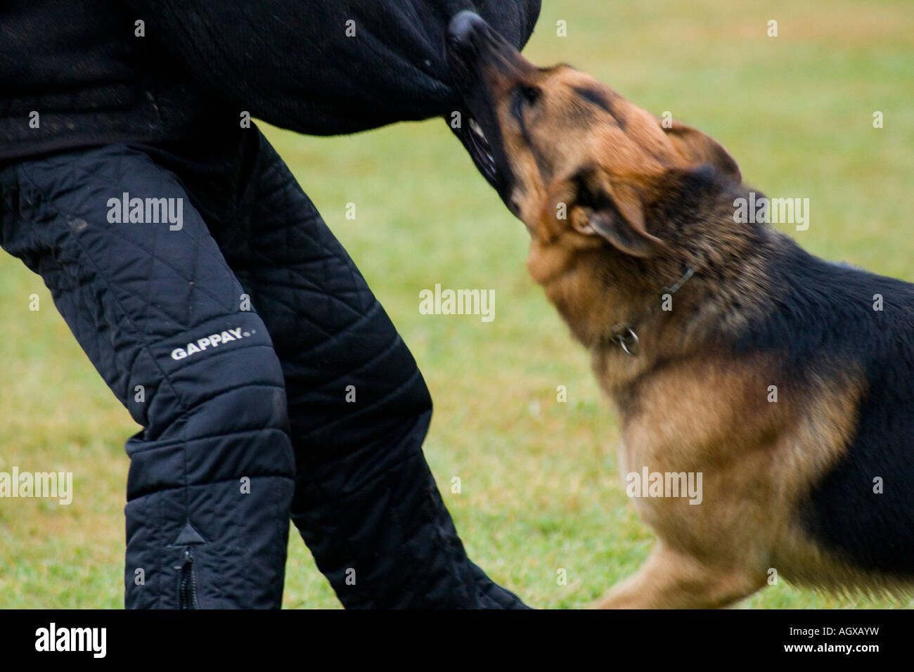 Training of police dog Stock Photo - Alamy