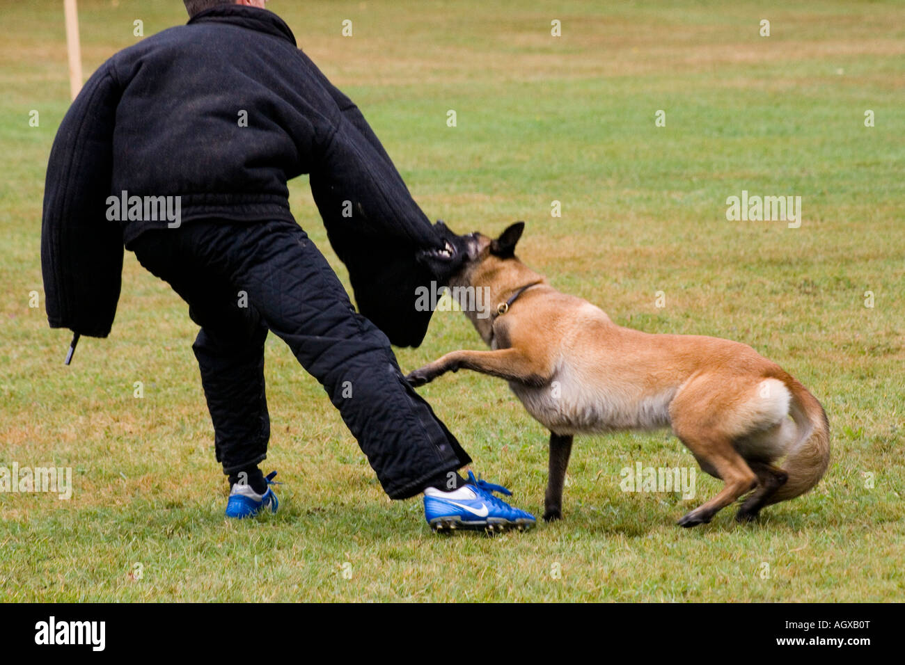 Training of police dog Stock Photo - Alamy