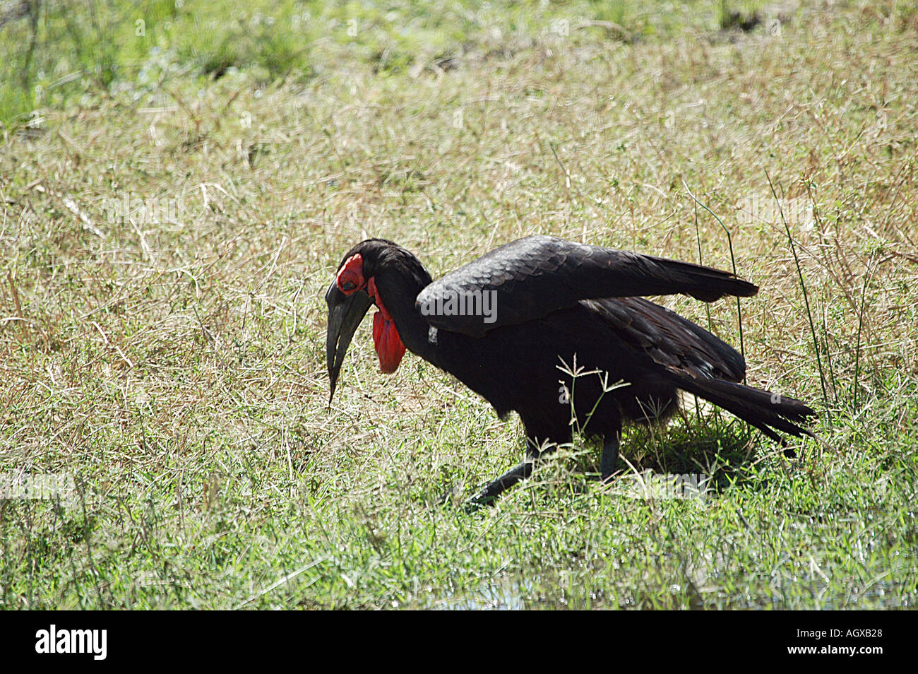 Ground Hornbill, plumage usually black and white and a distinctive red ...