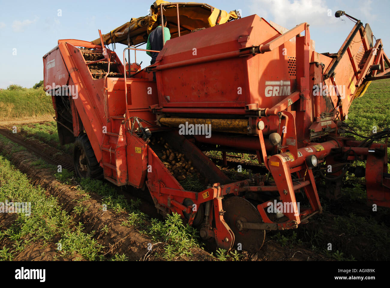 Potato Harvesting The potatoes can be seen traveling up the conveyer ...