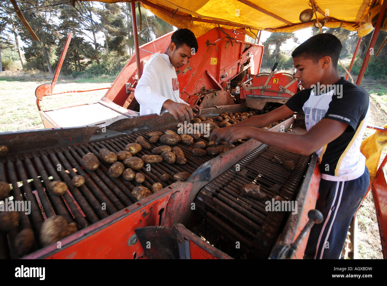 Conveyor belt on potato harvester hi-res stock photography and images ...