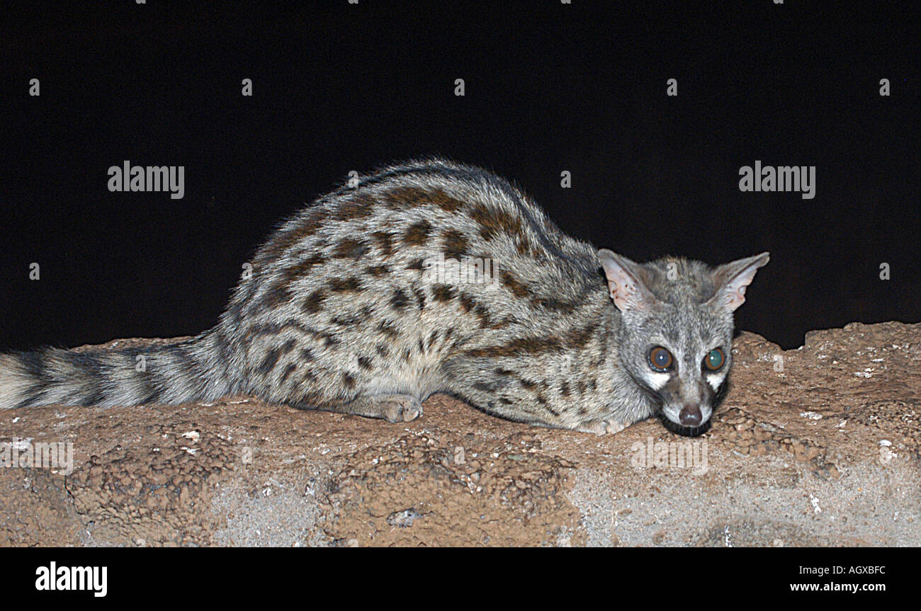 A Genet, a shy nocturnal,creature, related to the Mongoose but more cat ...