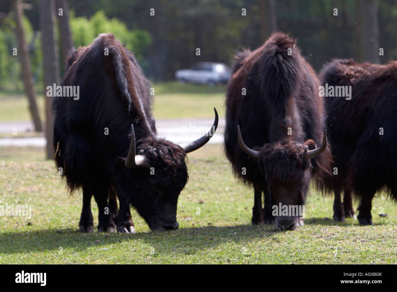 Yak, Jak (Bos grunniens, Poephagus grunniens Stock Photo - Alamy
