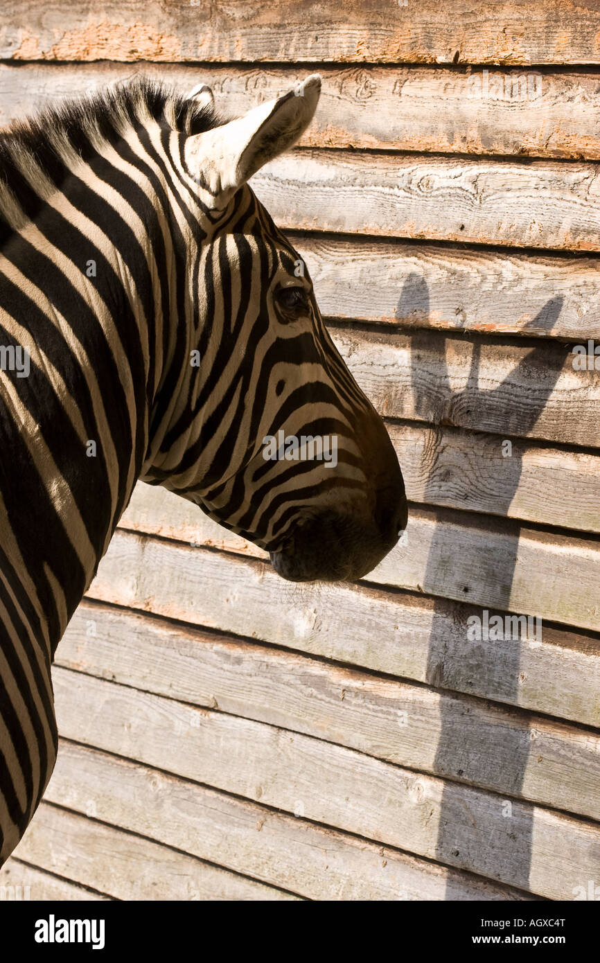 Portrait of a zebra looking at its own shadow Stock Photo - Alamy