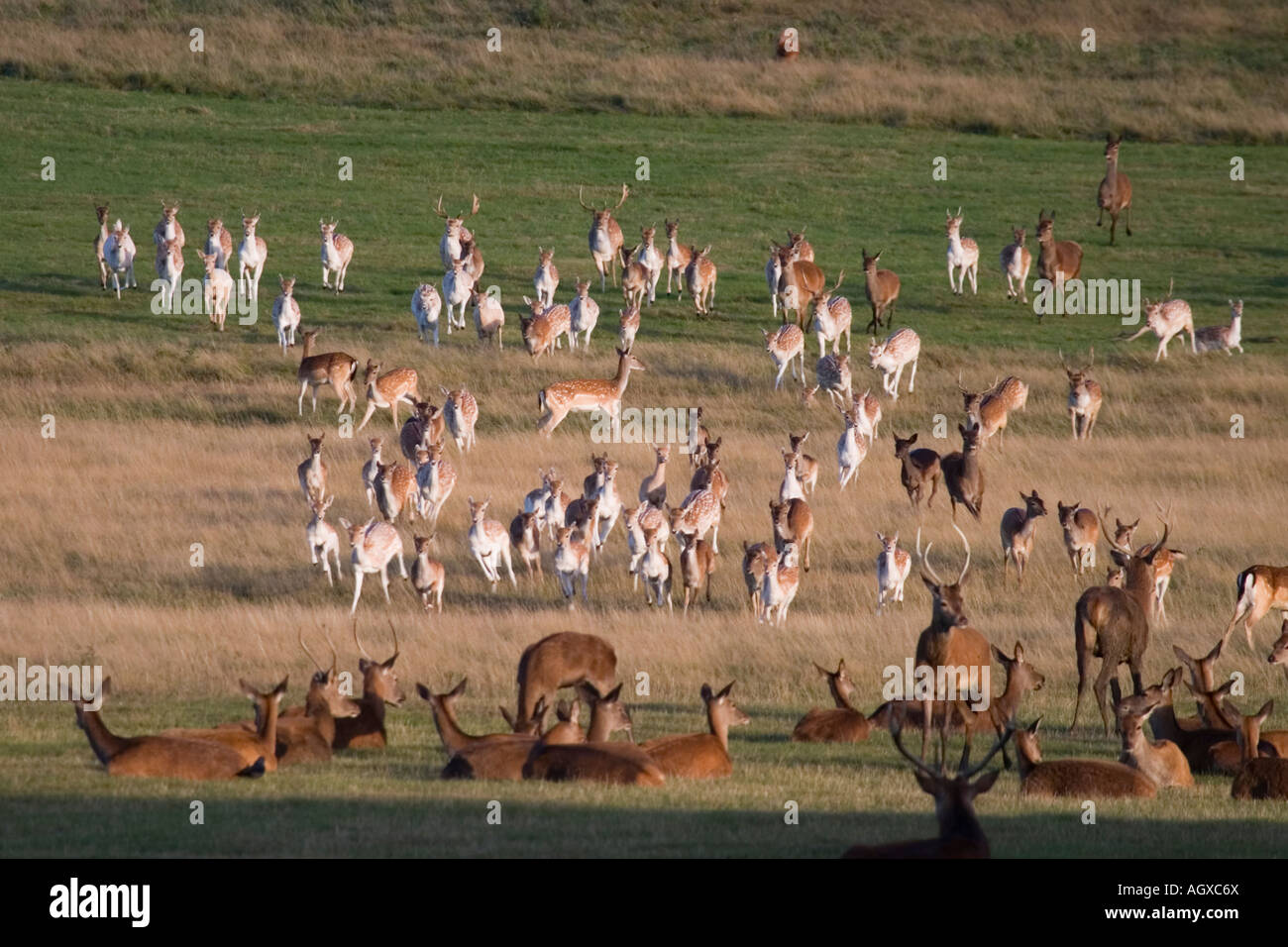Fallow deer dama dama uk fawn doe herd hi-res stock photography and ...