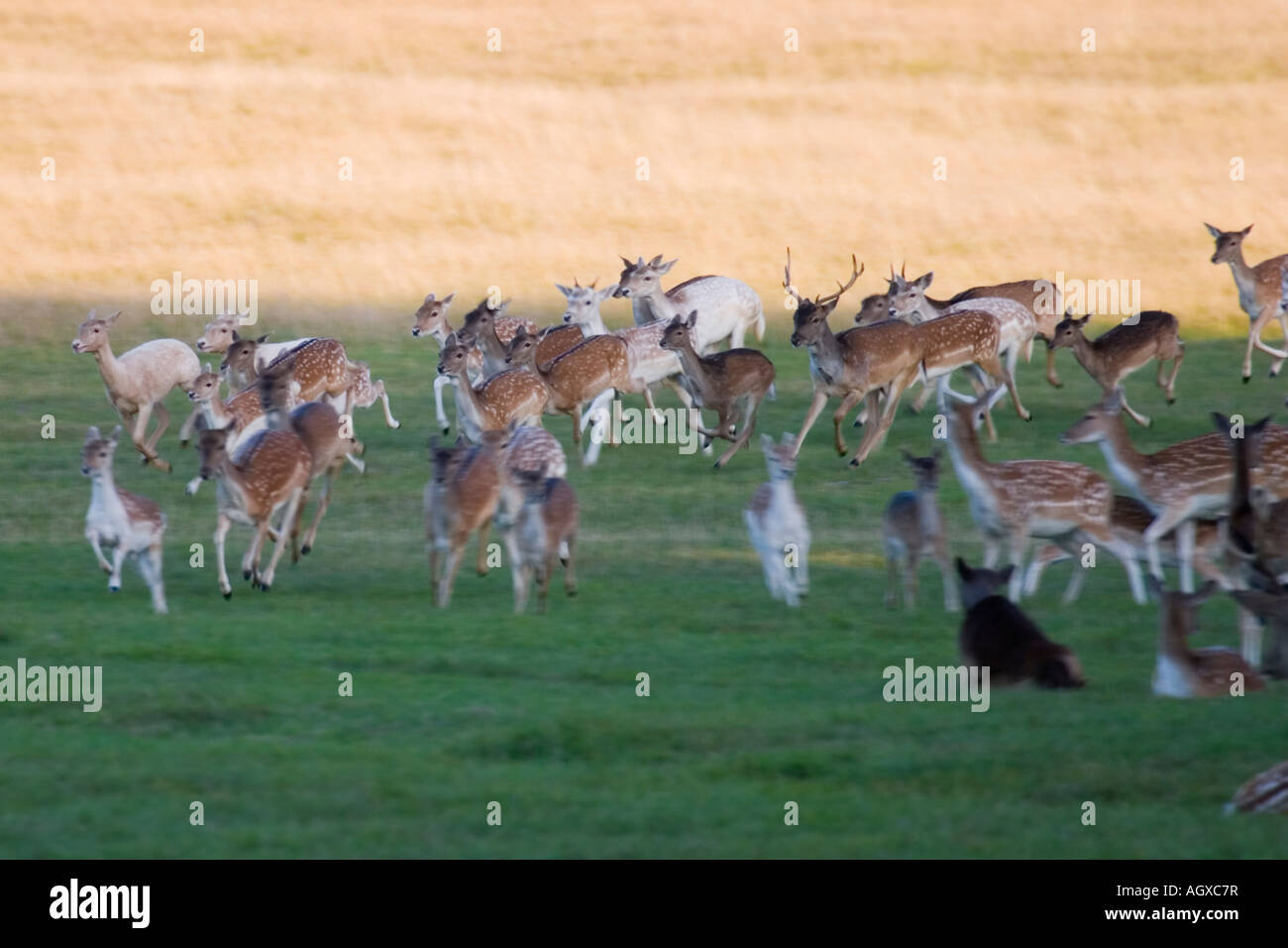 Fallow deer dama dama uk fawn doe herd hi-res stock photography and ...