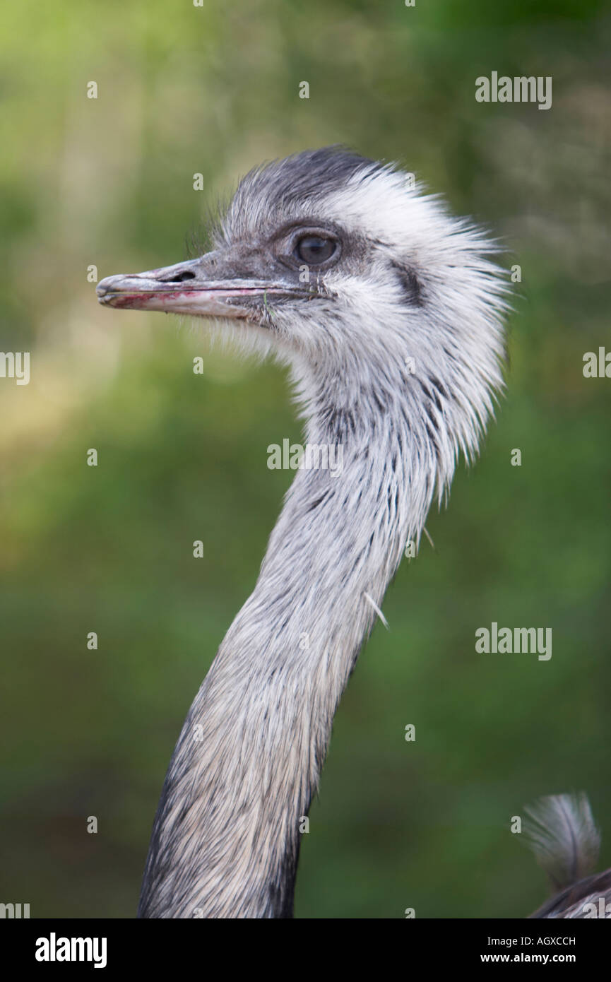 Australian ostrich struthio camelus hi-res stock photography and images ...