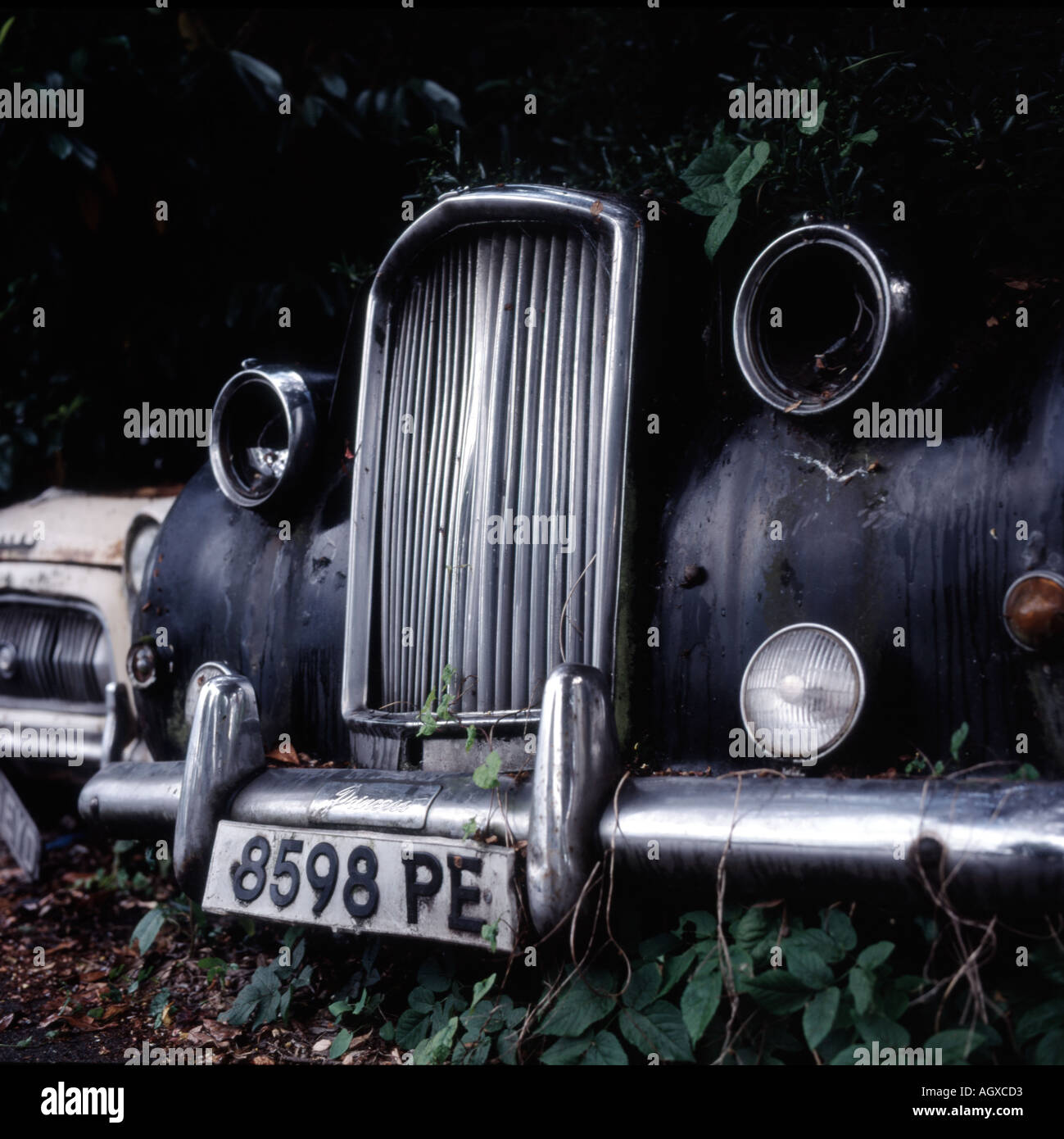 Old abandoned Packard Stock Photo - Alamy