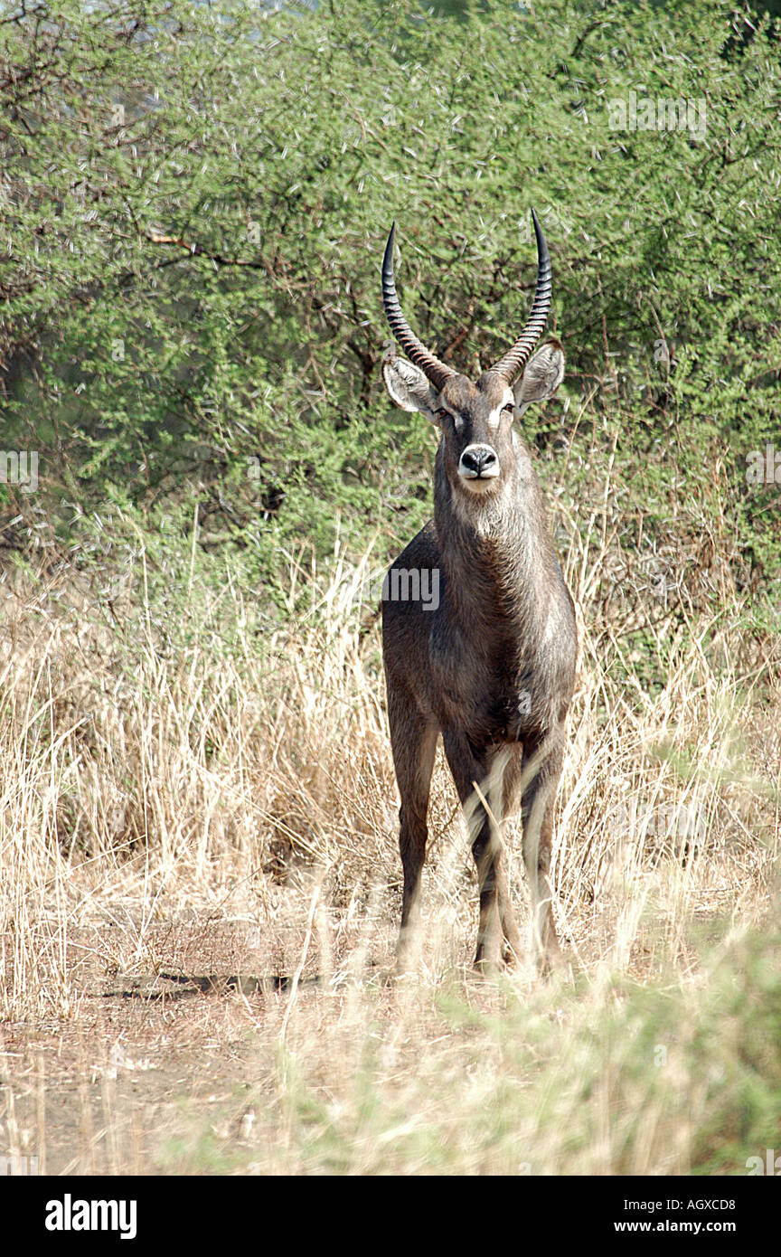 African waterbuck hi-res stock photography and images - Alamy