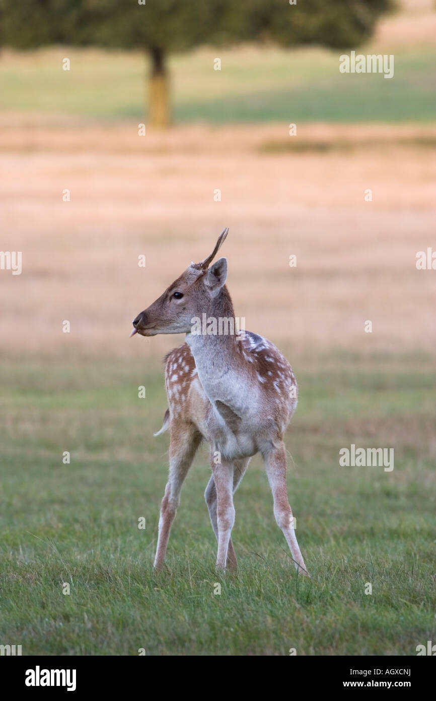Largest uk deer species hi-res stock photography and images - Alamy
