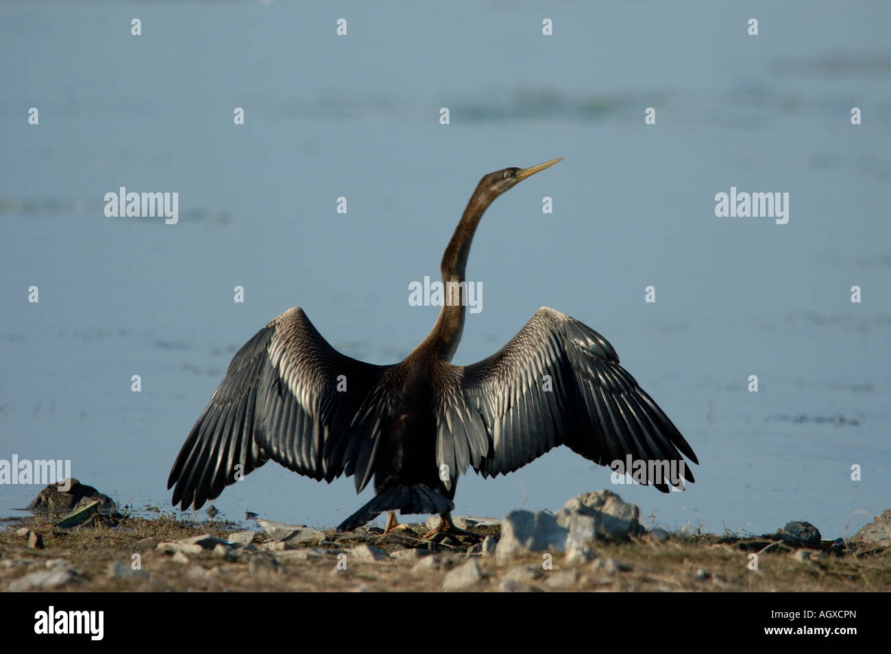 Anhinga melanogaster drying its wings hi-res stock photography and ...
