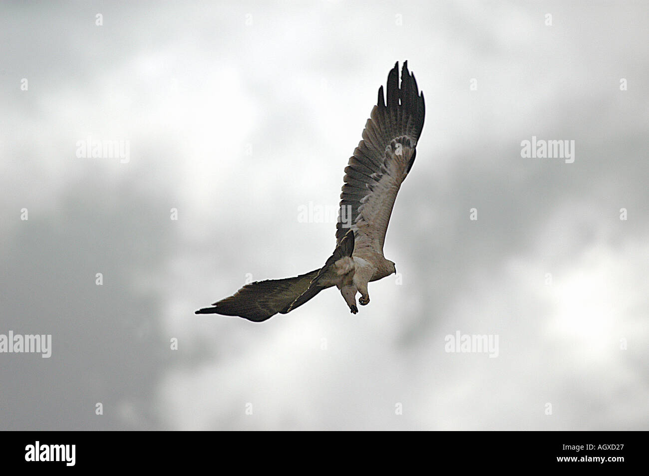 Tawny eagle tsavo hi-res stock photography and images - Alamy