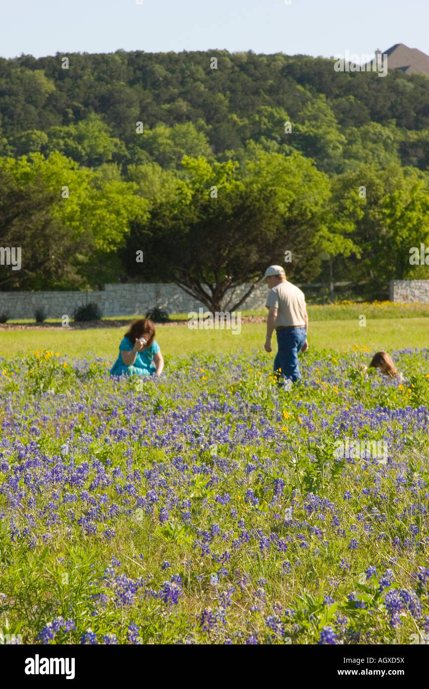 Family picking Bluebonnets, the official state flower of Texas, in the ...