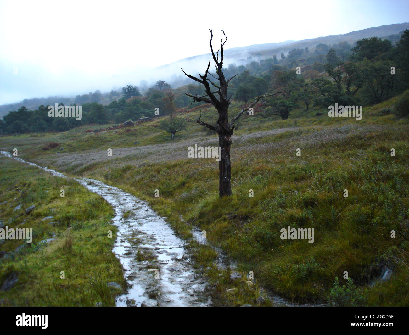 West Highland Way Stock Photo - Alamy